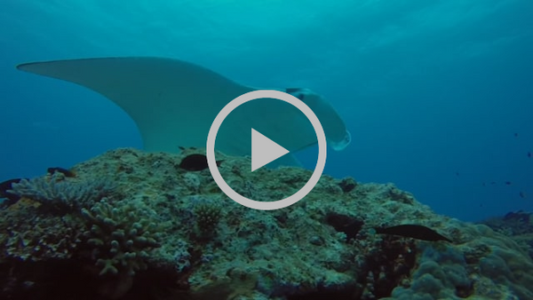 Project Manta (by Michelle) – Zen Freediving